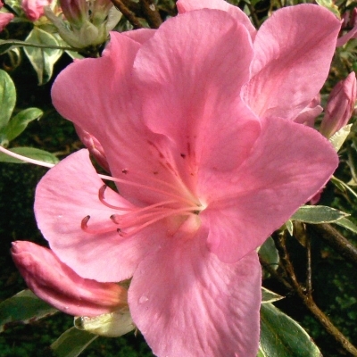 Azalea japonica `White Lady` - Azalée japonaise - Cartes De Crédit