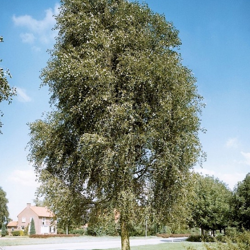 Pépinières Dauguet Nord Mayenne