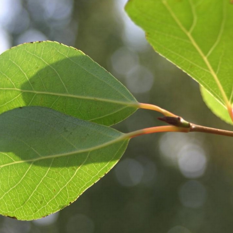 Pépinières Dauguet Nord Mayenne