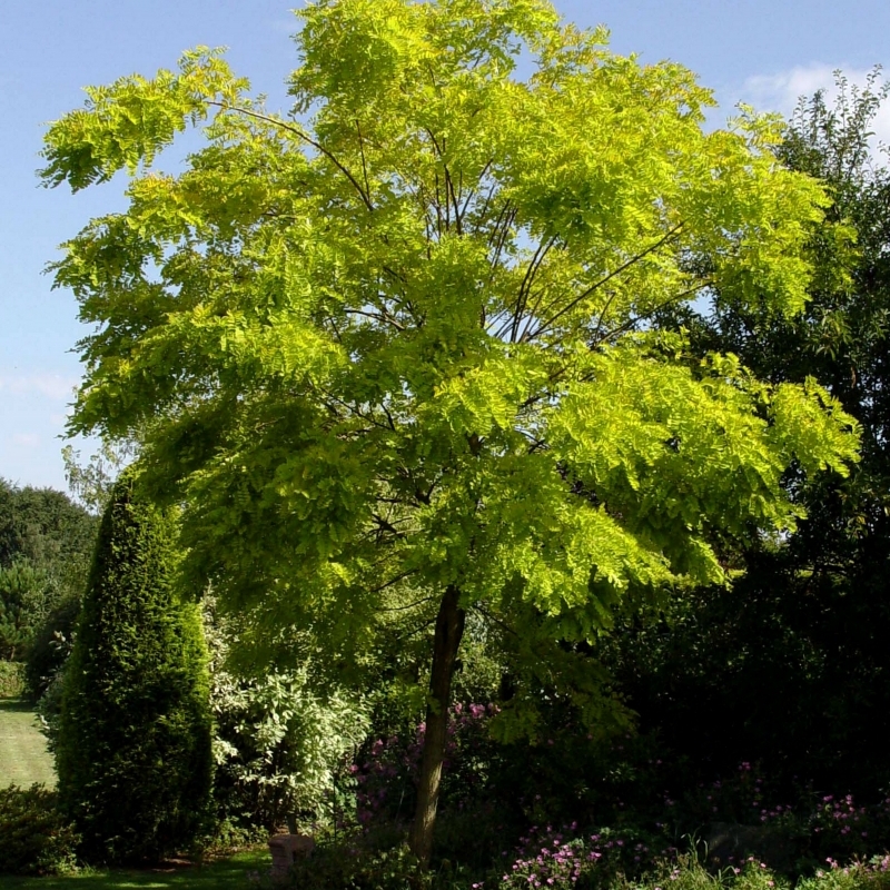 Pépinières Dauguet Nord Mayenne