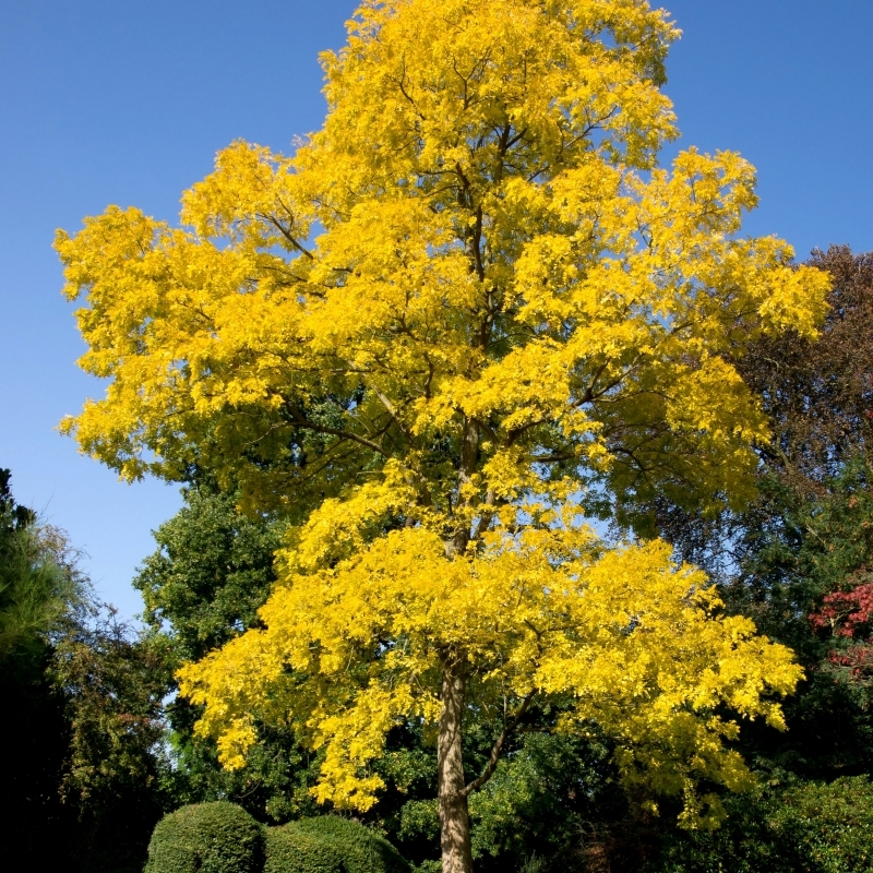 Pépinières Dauguet Nord Mayenne