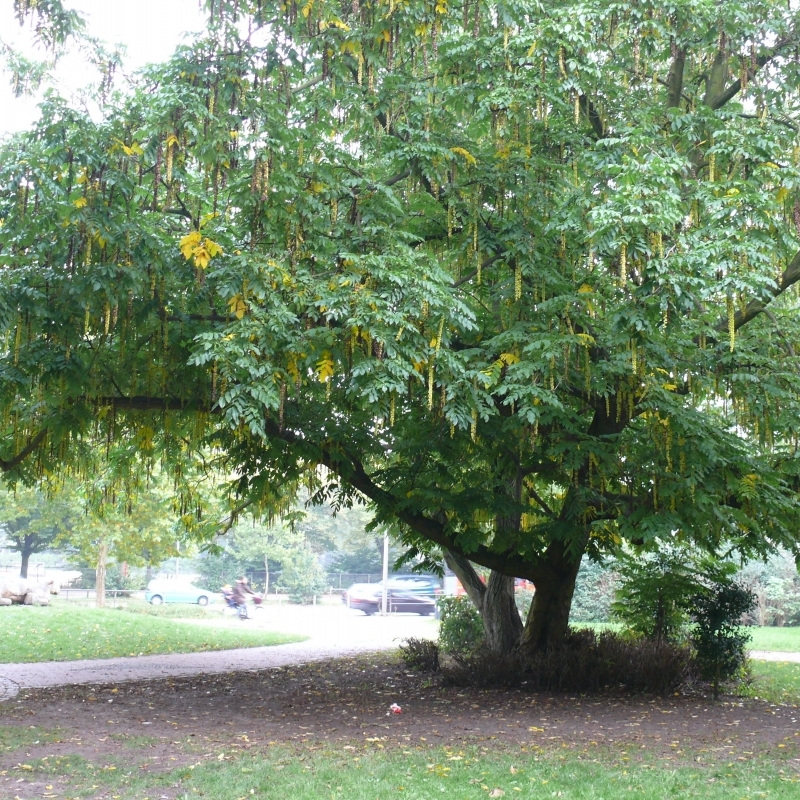Pépinières Dauguet Nord Mayenne
