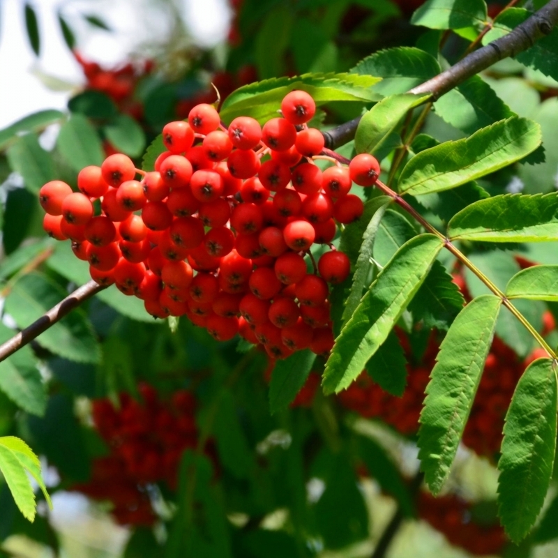 Pépinières Dauguet Nord Mayenne