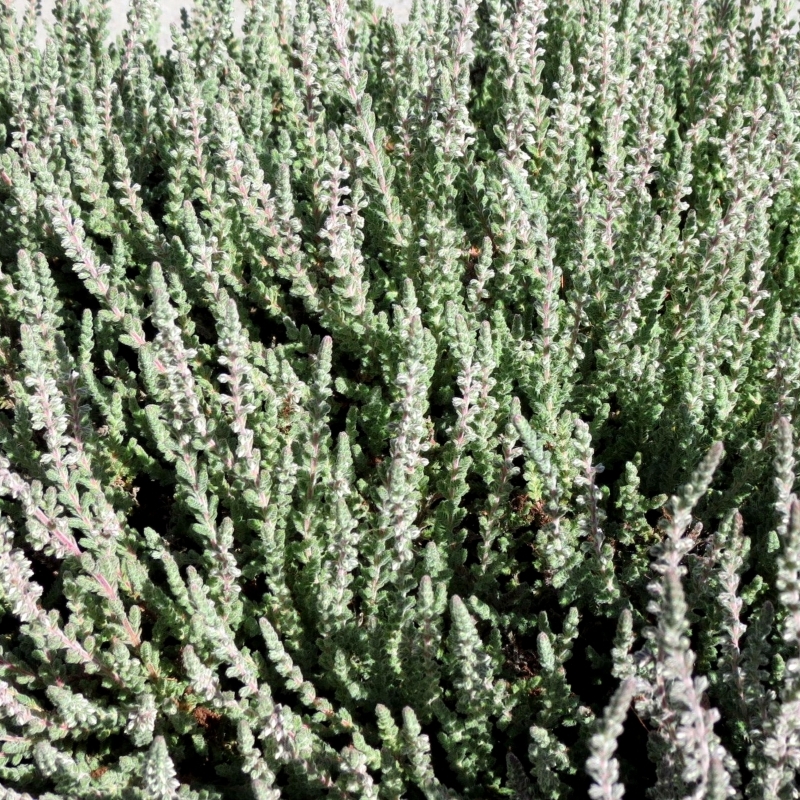 Pépinières Dauguet Nord Mayenne