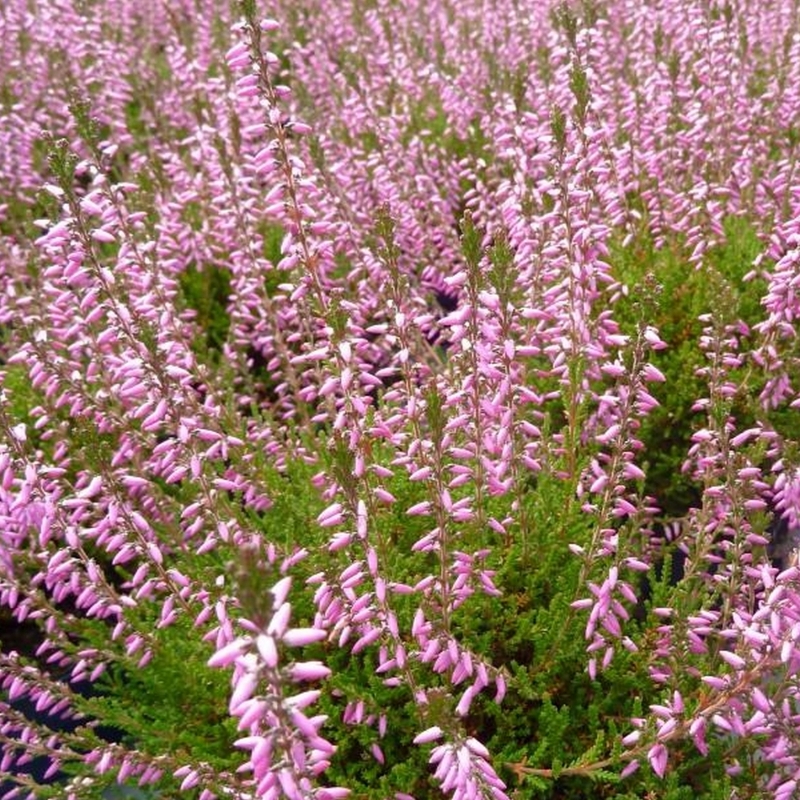 Pépinières Dauguet Nord Mayenne